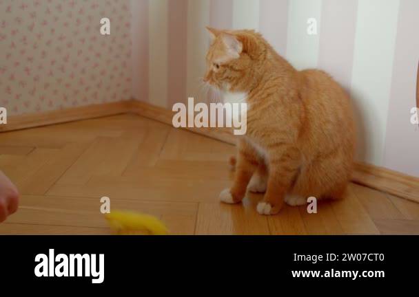 Female tickling her cute ginger cat using stick with plumule at home ...