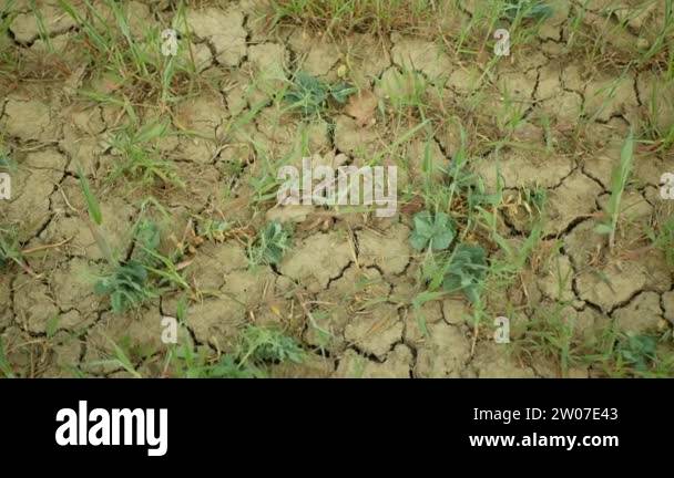 Drought dry field land wheat Triticum aestivum, drying up soil cracked ...