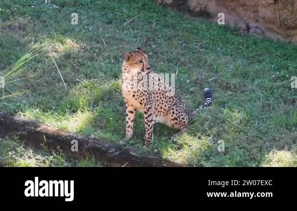 Cheetah walking meadow Stock Videos & Footage - HD and 4K Video Clips ...