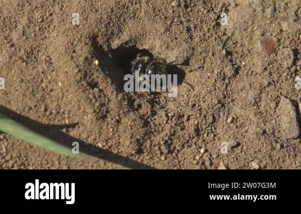 Young honey bee, hatching from an egg, peeps out of hole in ground ...
