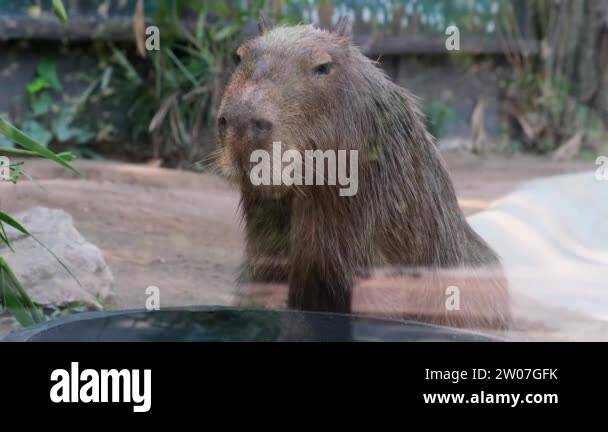 Capybara. The capybara Hydrochoerus hydrochaeris. largest rodent in the ...