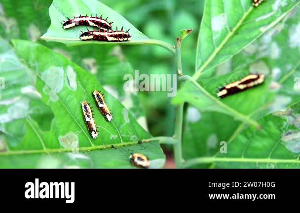 Butterfly worms Stock Videos & Footage - HD and 4K Video Clips - Alamy