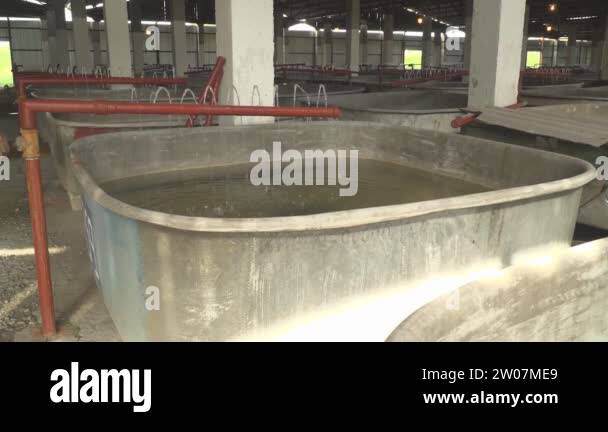Tanks with sturgeon fry. Farm for growing sturgeon fry Stock Video ...