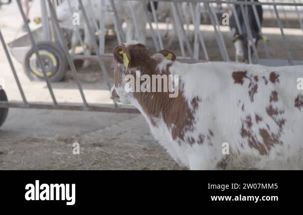 Calves feeding process on modern farm. Close up cow feeding on milk farm. Cow on dairy farm ...