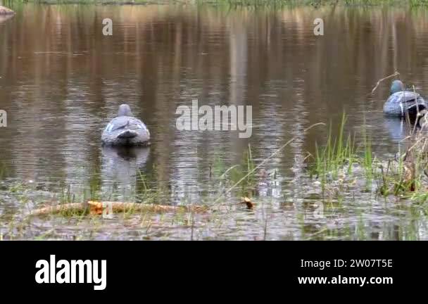 Realistic bird model Stock Videos & Footage - HD and 4K Video Clips - Alamy