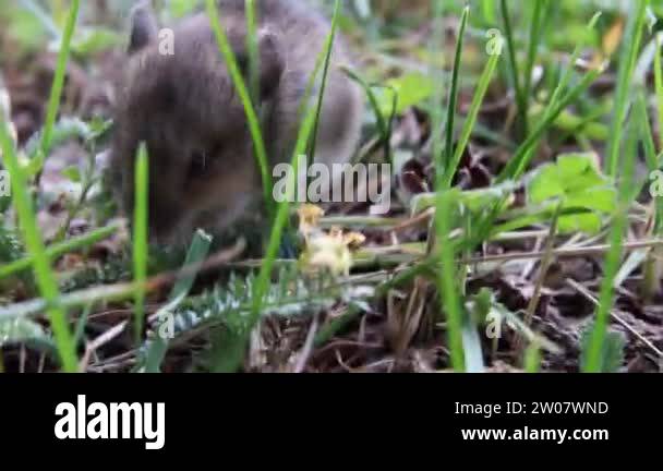 Cute little wood mouse (Apodemus sylvaticus) foraging for forage in an ...