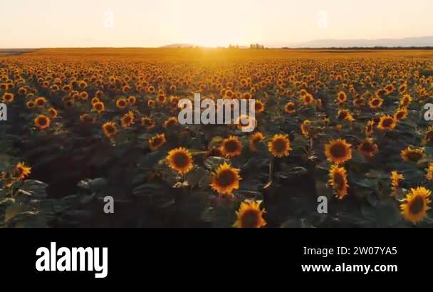Sunflower field background on summer sunset. Aerial view from drone of yellow sunflowers field ...