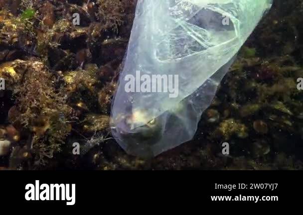 Plastic bag in the sea, killer crabs. Plastic debris, pollution, death ...