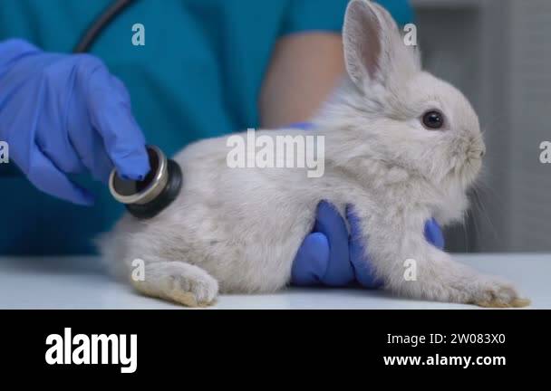 Vet checking rabbit health with stethoscope, complete pet physical ...