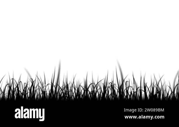 Black And White Grass Leaves Isolated Silhouette Loop/ 4k animation of ...