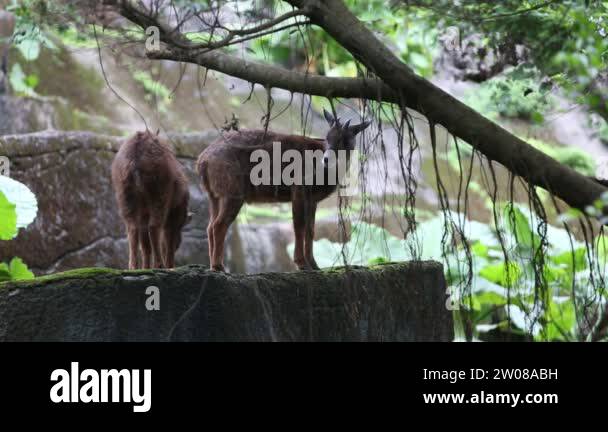 Formosan serow Stock Videos & Footage - HD and 4K Video Clips - Alamy