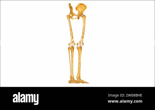 Old diagram skeleton Stock Videos & Footage - HD and 4K Video Clips - Alamy