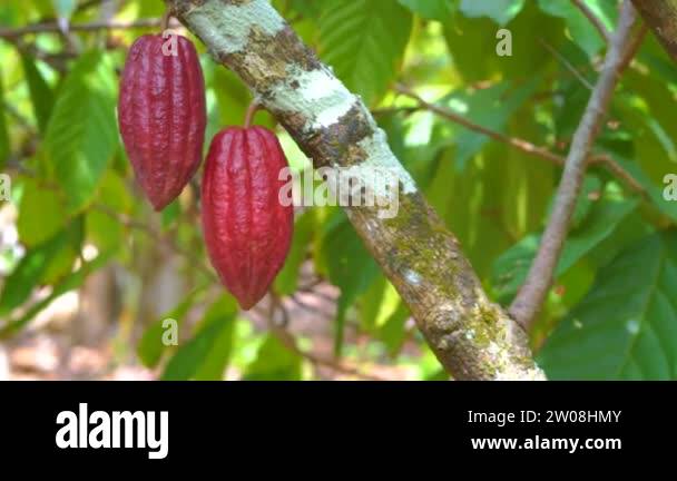 Cocoa tree with beautiful dark red pods, fresh, organic and healthy ...