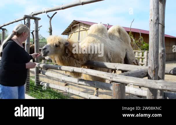 Camel and woman Stock Videos & Footage - HD and 4K Video Clips - Alamy