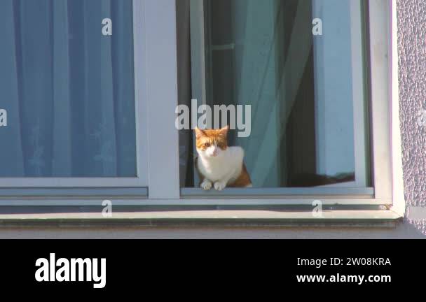 Close up cat looking staring out of the open window. Orange Tabby cat ...