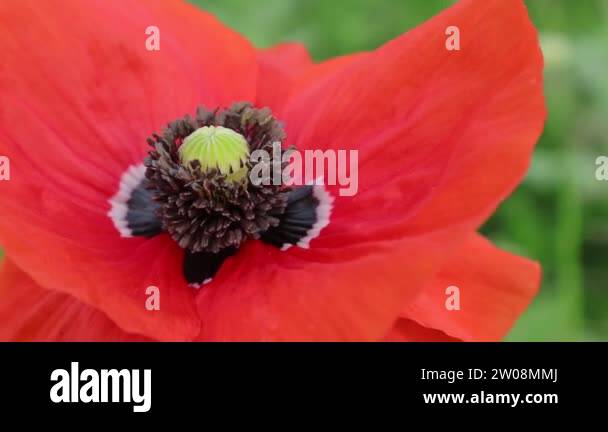 Poppy logo Stock Videos & Footage - HD and 4K Video Clips - Alamy