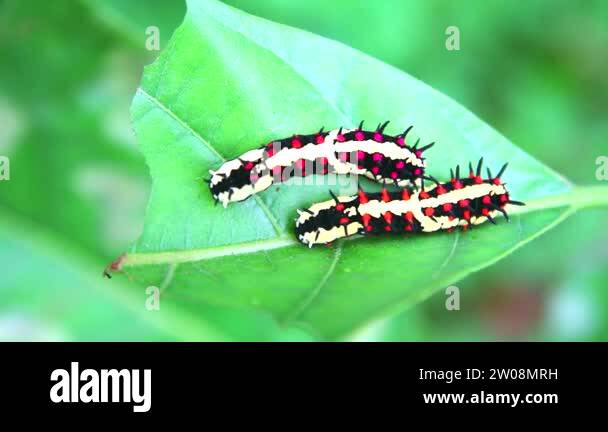 Two worms are eating leaves to accumulate energy during body of a ...