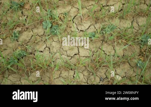 Drought dry field land wheat Triticum aestivum, drying up soil cracked ...