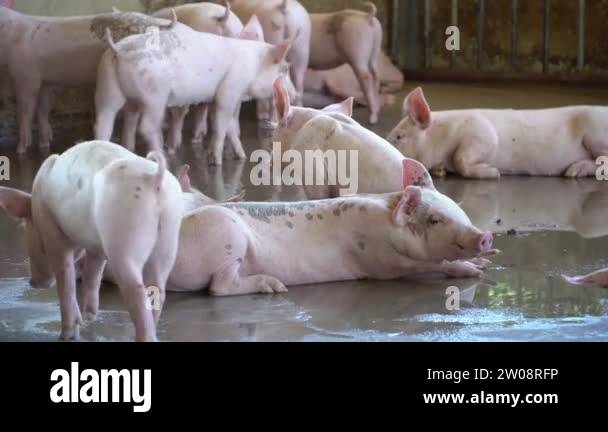 Group of pig that looks healthy in local ASEAN pig farm at livestock ...
