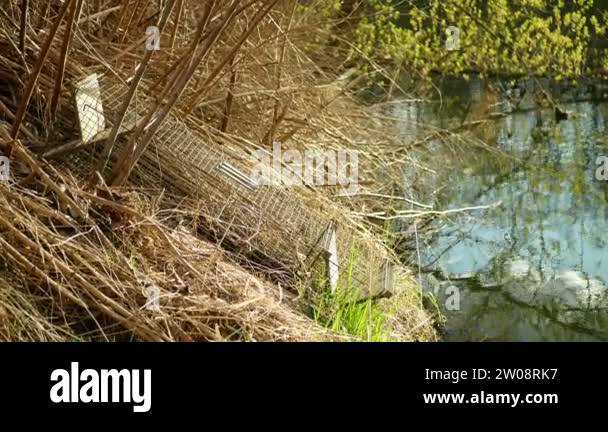 Hidden hunter in shrubs Stock Videos & Footage - HD and 4K Video Clips ...