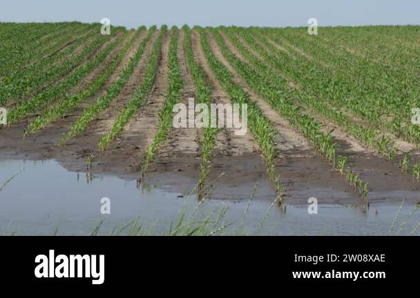 Agriculture water field crop water agricultural cornfield corn ...