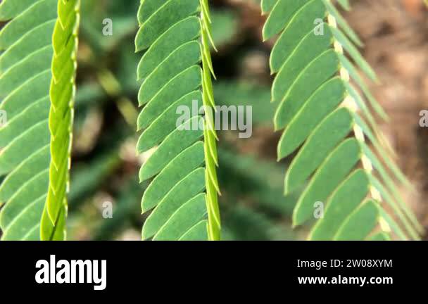 Green gleditsia leaves blue sky. Gleditsia tree branch with blue sky ...