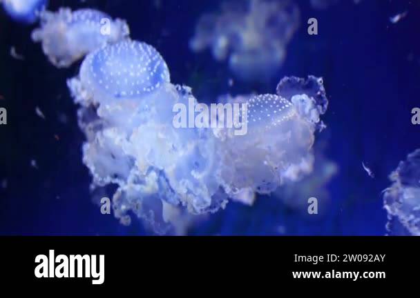 group of floating bell jellyfish swimming through the water, tropical ...