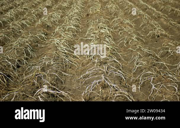 drought dry field land with potato leaves Solanum tuberosum potatoes ...