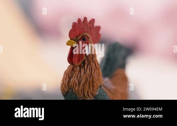 Miniature rooster Stock Videos & Footage - HD and 4K Video Clips - Alamy