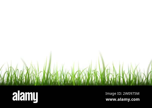 Black And White Grass Leaves Isolated Silhouette Loop/ 4k animation of ...