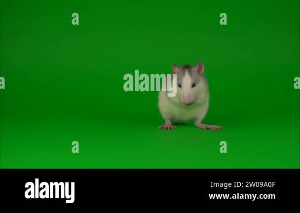 Rat rodent on green screen background Stock Video Footage - Alamy