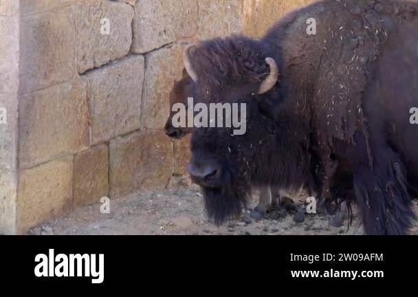 4K. Ultra HD. American bison still in the same place, standing. With a ...