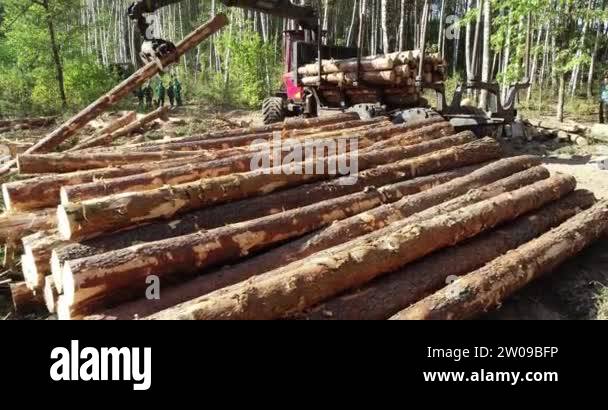 Timber loading, loading logs into a truck, timber processing ...
