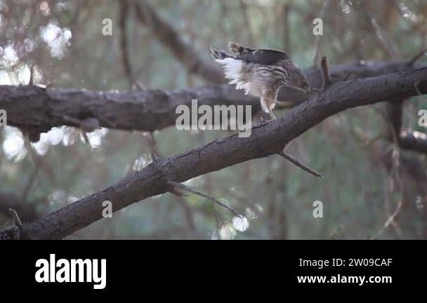 A juvenile sharp shinned hawk Stock Videos & Footage - HD and 4K Video ...