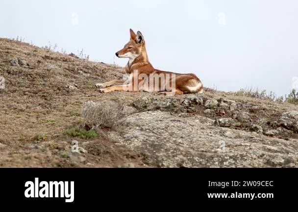 Wolf rare and endangered red wolf Stock Videos & Footage - HD and 4K ...