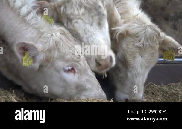 Cattle, many white cows standing inside corral, cattle-pen, eating hay ...
