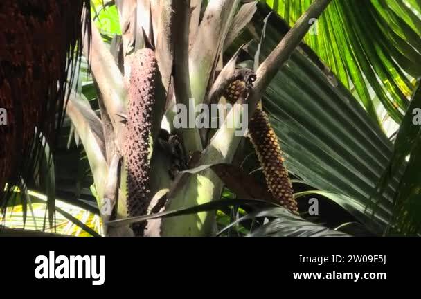 male plant of the Coco de mer Stock Video Footage - Alamy