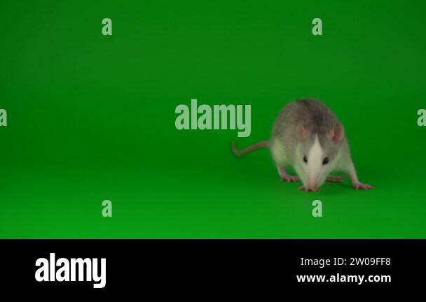 Rat rodent on green screen background Stock Video Footage - Alamy