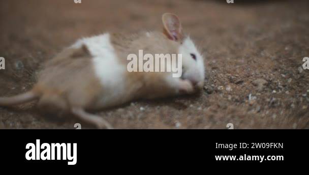 Poisoned mouse lying on the ground and dying from a snake's bite. CLOSE ...
