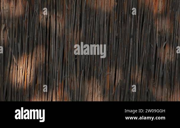 Cane tree Stock Videos & Footage - HD and 4K Video Clips - Alamy