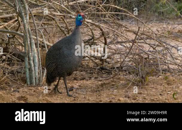 Guinea fowl in their natural habitat Stock Videos & Footage - HD and 4K ...