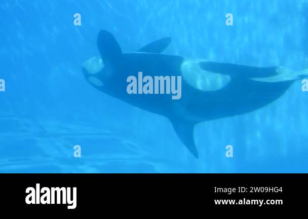 Orlando, USA. SeaWorld is the sea park including parks of mammals ...