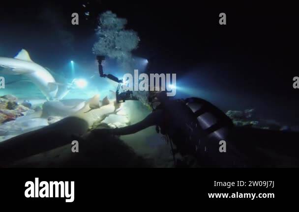 Night diving with sharks. Fascinating scuba diving on the reefs of the ...