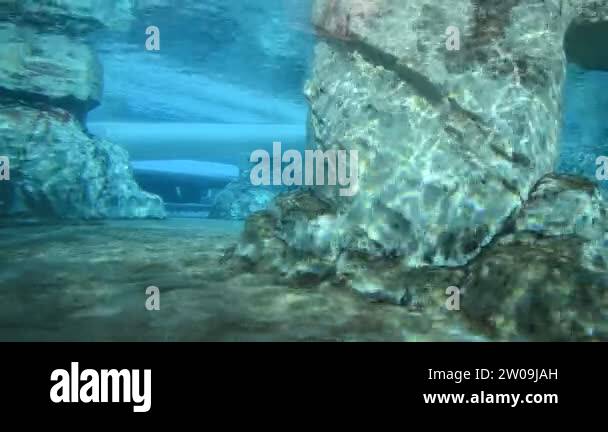 Movement of whales under water. Life of whales under water. Commerson's ...