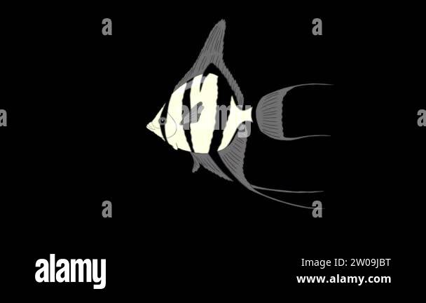 Silver Scalare Angelfish swims in an aquarium. Animated Looped Motion ...