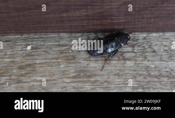 crumbs, spoiled food and dirt on the floor favored the arrival of ...