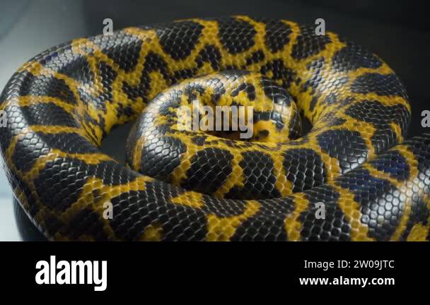 Yellow boa Stock Videos & Footage - HD and 4K Video Clips - Alamy