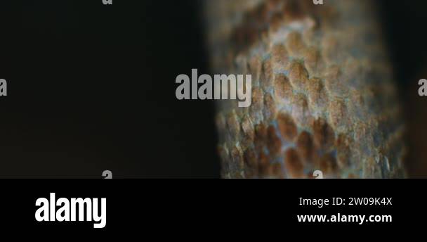 Skin snakes Stock Videos & Footage - HD and 4K Video Clips - Alamy