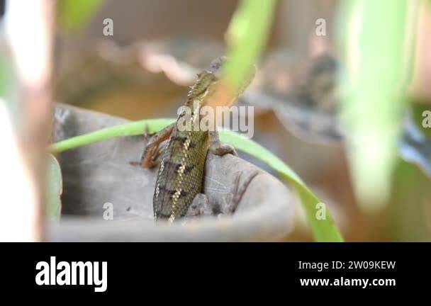 chameleon lizards are brown with black striped rough skin that is ...