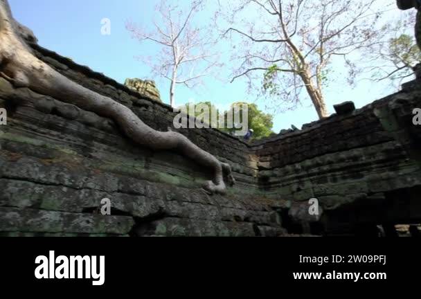4K, Ta Prohm temple with strangler fig. Famous spung tree growing in ...